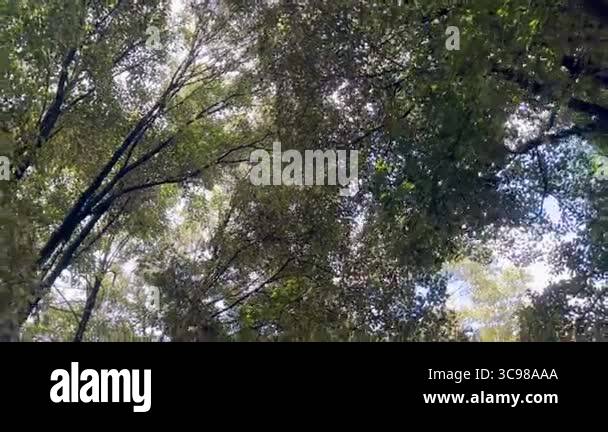 Footage view of shady trees with blue sky in the morning Stock Video ...