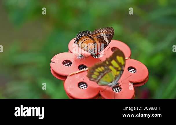 Butterfly red wing detail Stock Videos & Footage - HD and 4K Video ...