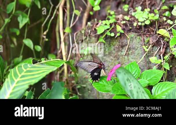 Tropical insect species Stock Videos & Footage - HD and 4K Video Clips ...