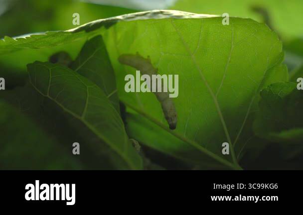 Insect cocoon texture Stock Videos & Footage - HD and 4K Video Clips ...