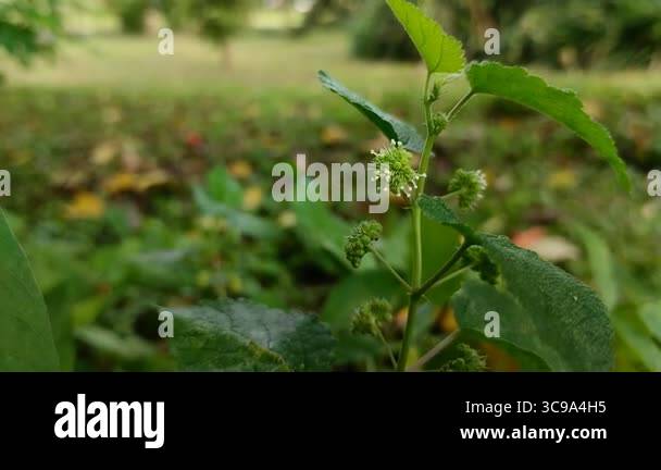Euphorbia hirta or patikan kebo (pill-bearing spurge, asthma plant ...