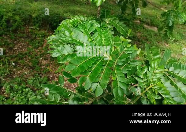 Saman Tree, Rain Tree, Monkeypod, Acacia Preta, with thick leaves. This ...