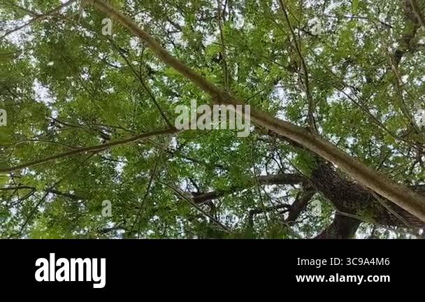 Saman Tree, Rain Tree, Monkeypod, Acacia Preta, with thick leaves. This ...