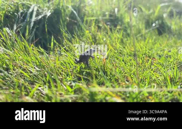 A small common frog (Rana temporaria) hops through grass in the wild ...