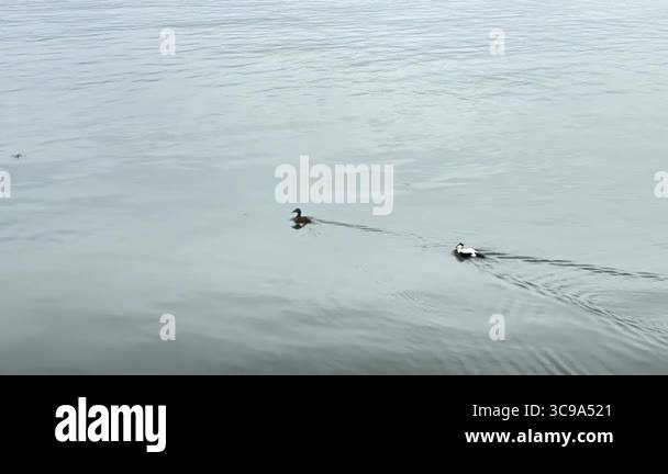 Ducks glide across the River Forth estuary, a vital habitat for species ...
