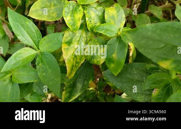 Disease on plant leaves called leaf blight. This is caused by ...