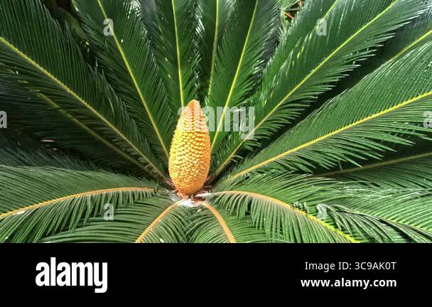Strobilus of male cycad plant Cycas revoluta with yellow pollen in ...