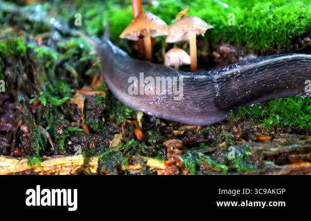 Moving slug Stock Videos & Footage - HD and 4K Video Clips - Alamy