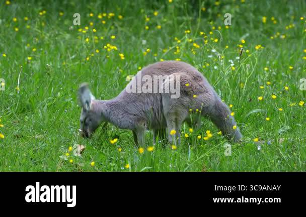The red kangaroo, Macropus rufus is the largest of all kangaroos, the ...