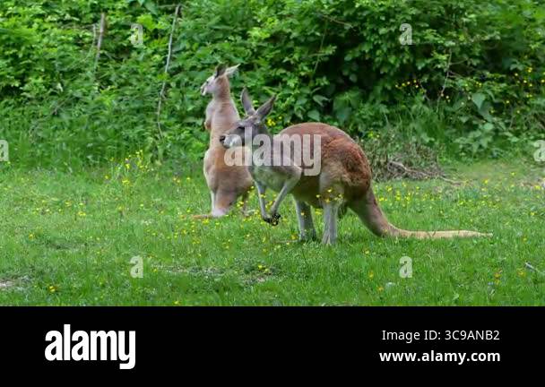 The red kangaroo, Macropus rufus is the largest of all kangaroos, the ...