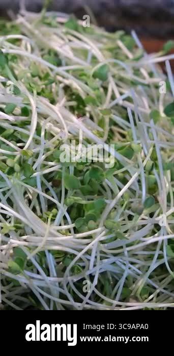Microgreens mixed in a dish on a light background, salad with ...
