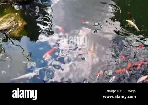Colorful fish swim in lake awaiting food from zoo visitors Stock Video ...