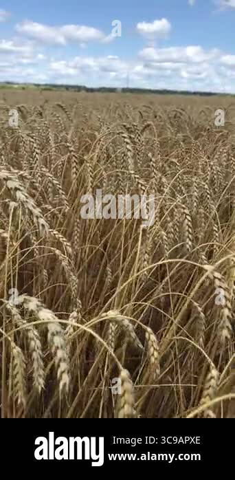 Winter wheat. A wide field of ripe wheat stretching to the horizon ...