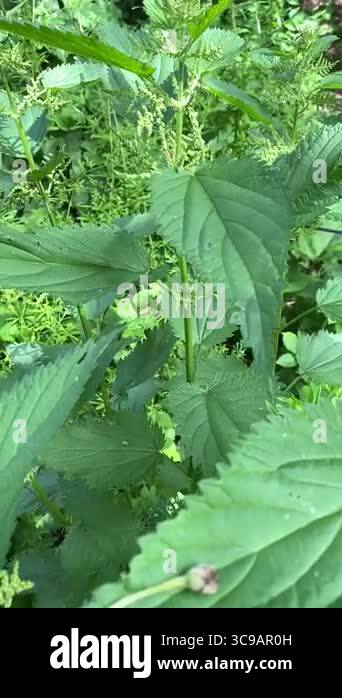 Common nettle. By mid-spring, nettle grows up to half a meter. It has ...