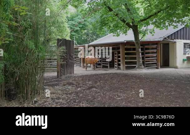 Cow stables Stock Videos & Footage - HD and 4K Video Clips - Alamy