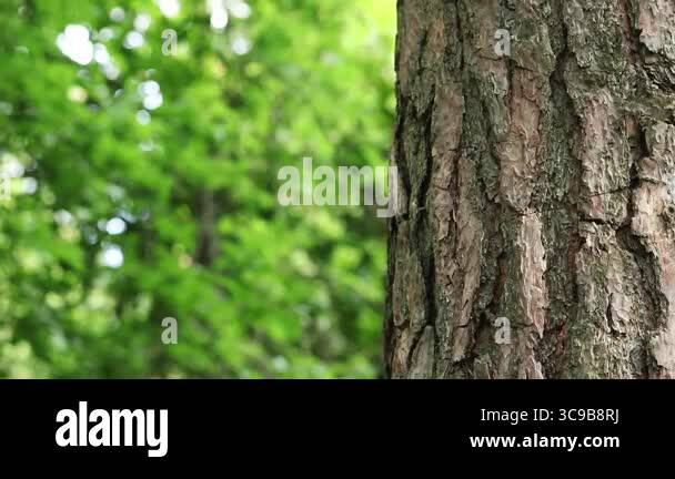 Pine tree bark close-up. Summer in the forest. Tree close-up. Close-up ...