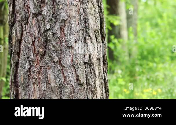 Pine tree bark close-up. Summer in the forest. Tree close-up. Close-up ...