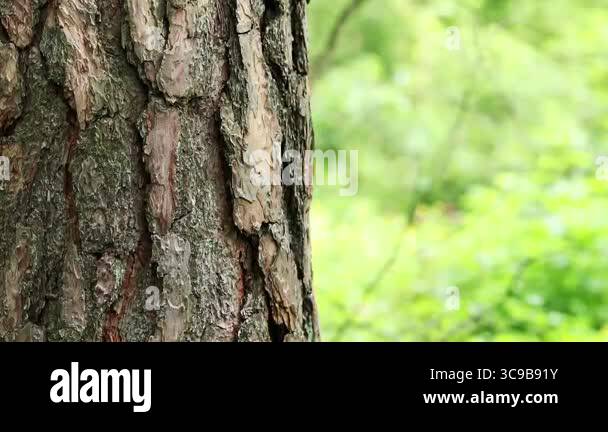 Pine tree bark close-up. Summer in the forest. Tree close-up. Close-up ...