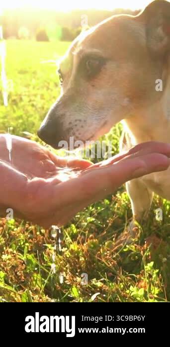 Adorable thirsty dog Jack Russell terrier drinking water with long ...