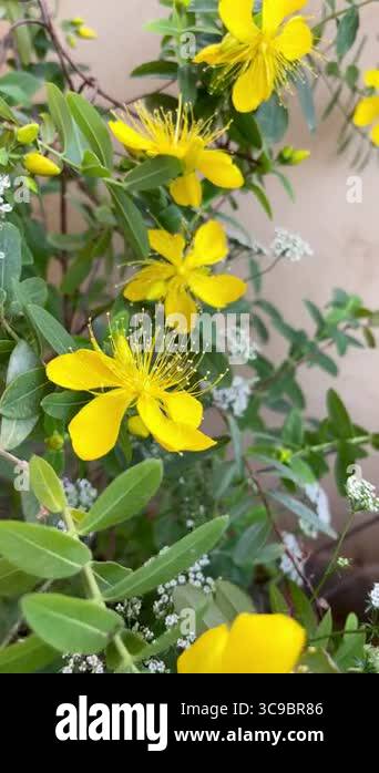 Beautiful footage showcasing vibrant Hypericum flowers in full bloom ...