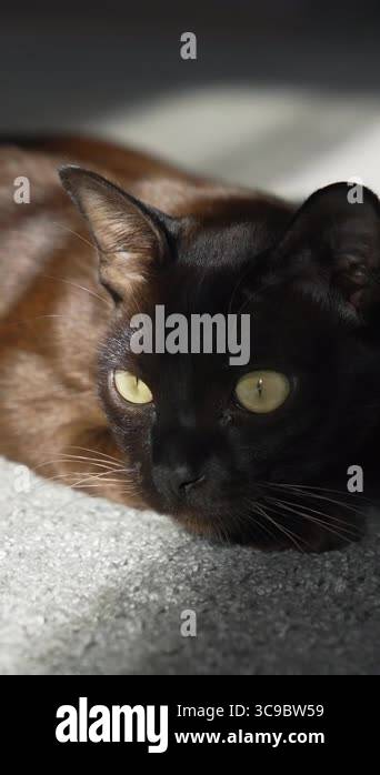 Burmese cat. Brown house cat lying on the carpet, looking at the camera ...