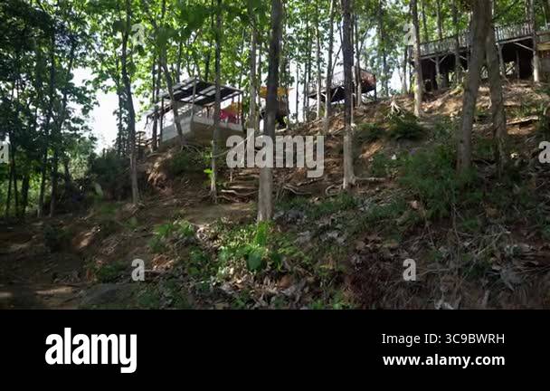 Look beautiful and fresh of tree on park Stock Video Footage - Alamy