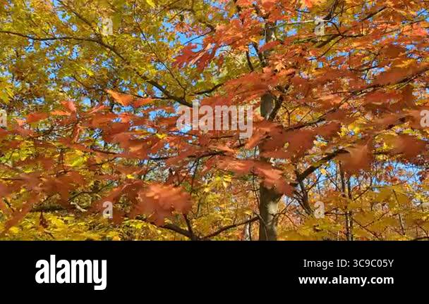 Beautiful orange-red leaves of the swamp oak sway on the trees. Blue ...