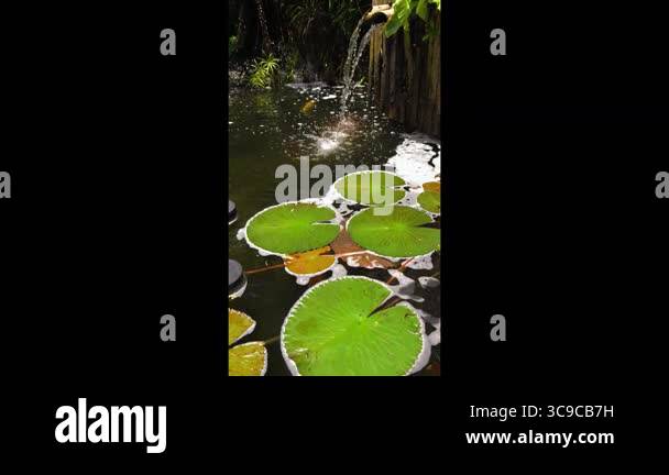 A group of vibrant green water lilies gently floating on the calm ...