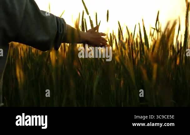Wheat stalks growing in Stock Videos & Footage - HD and 4K Video Clips ...