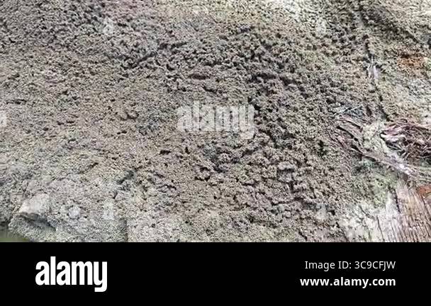 little ant maze pattern nest pathway and puddle flies by the puddle ...