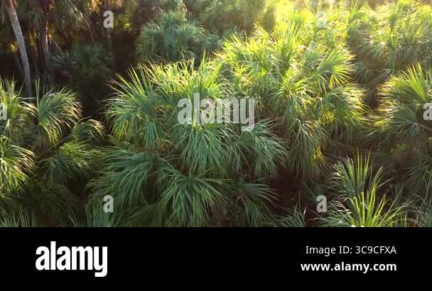 Tropical jungles with green palm trees and wild vegetation in southern ...