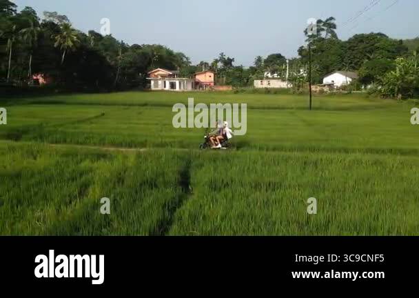 Aerial of couple ride on motorbike in rice field plantation. Drone shot ...