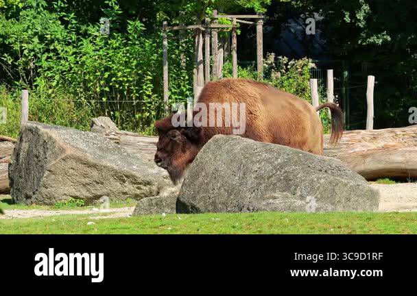 The American bison or simply bison, also commonly known as the American ...