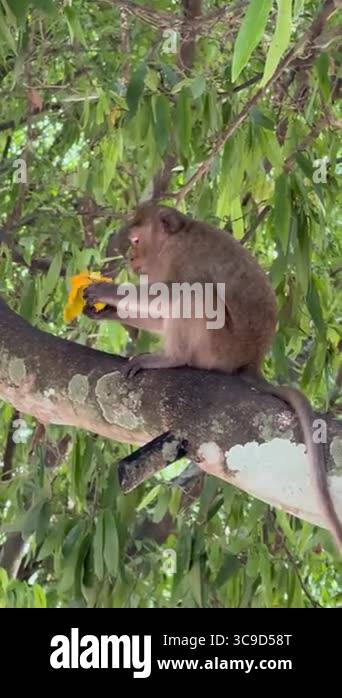 A monkey is perched on a tree branch, savoring a ripe mango amidst lush ...