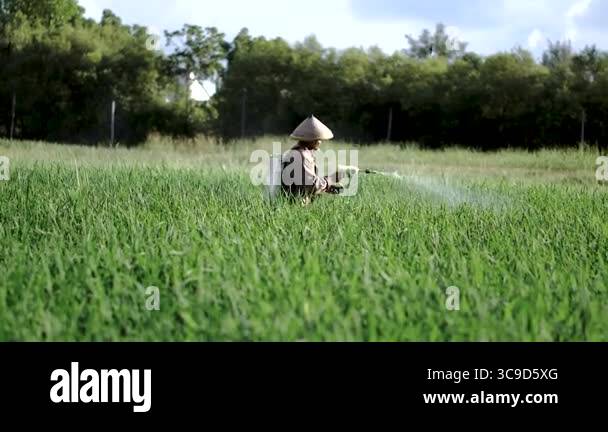 A senior male farmer spraying pesticide on rice green field. Protect ...