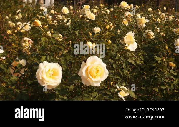 Field of Elina Hybrid Tea Roses in Bloom Stock Video Footage - Alamy