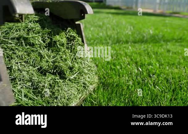 Grass bag from a lawn mower on a lawn background, close-up. Green mowed ...
