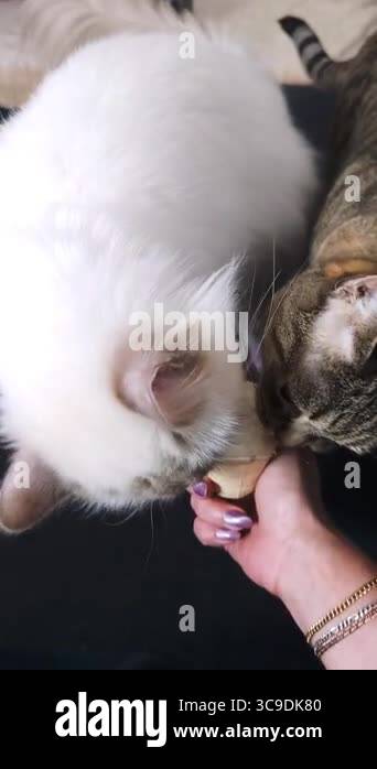 Hand holds a waffle cone with ice cream. Two cats, white and striped ...