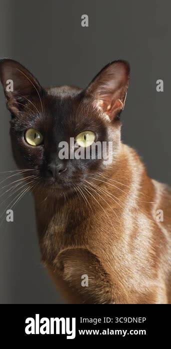 Adorable chocolate burmese cat Stock Videos & Footage - HD and 4K Video ...