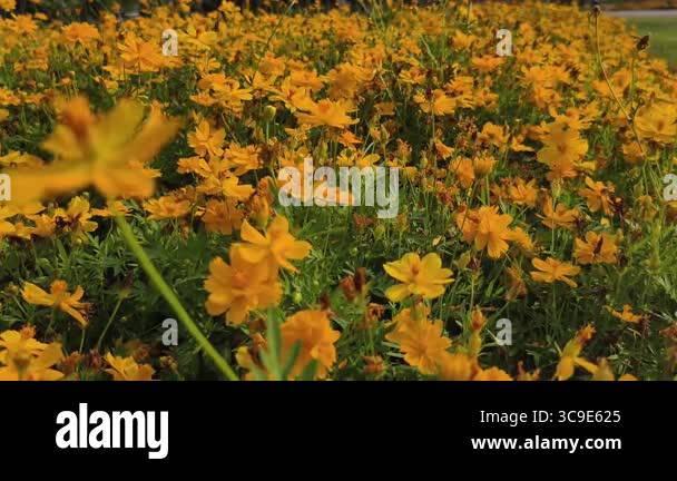 4k real time video footage. trees in forest with move camera of down to ...