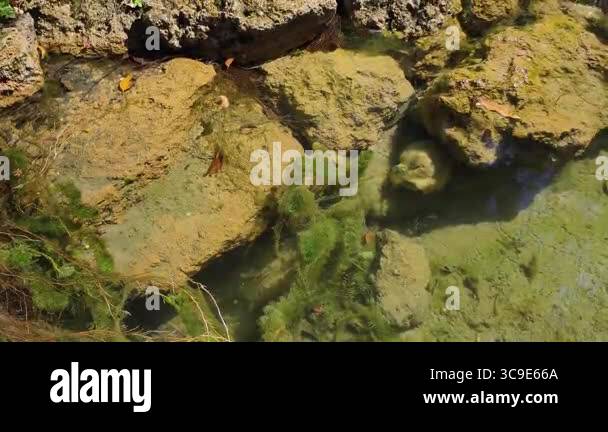 4k real time video footage. trees in forest with move camera of down to ...