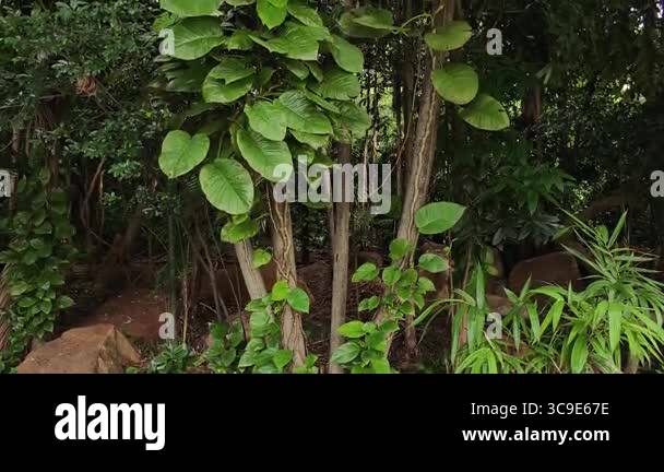 4k real time video footage. trees in forest with move camera of down to ...