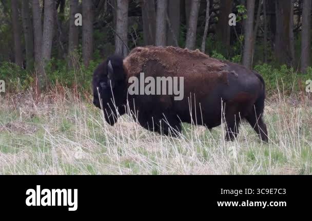 A zoom to a powerful American bison, captured in its natural woodland ...