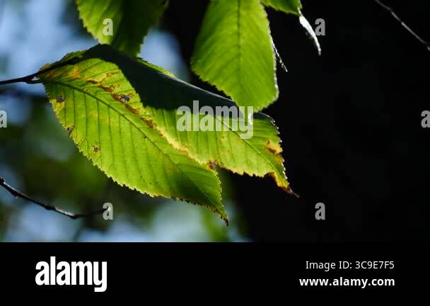Autumn alder tree green leaves blowing in breeze Stock Video Footage ...