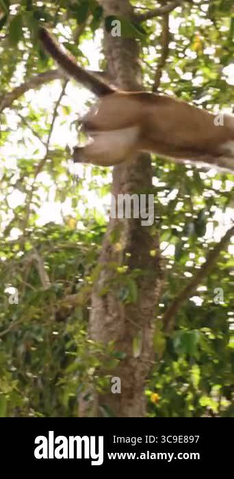 Vertical video. Siamese Cat Leaping from Tiled Roof Toward Palm Tree ...