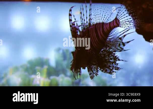 Striking lionfish with long, venomous fins in a well-lit saltwater tank ...