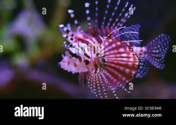 A lionfish (Pterois) with striking red and white striped spines. Its ...