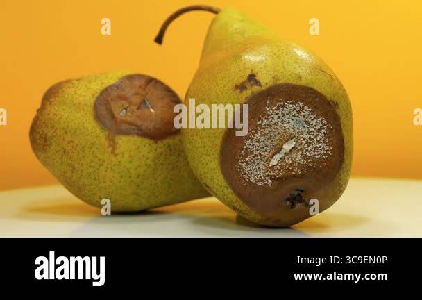 Pears covered with mold. Overripe and rotten pears. Rotten pears ...