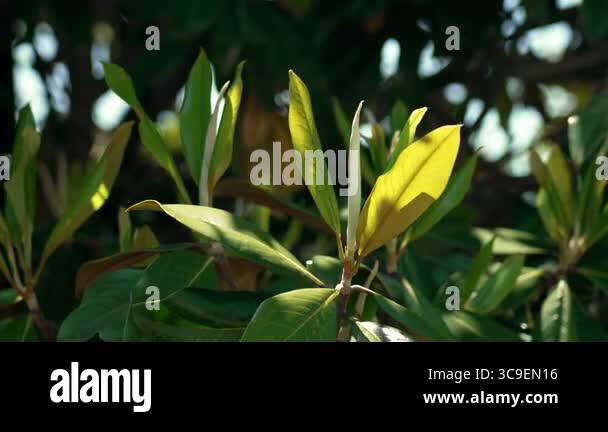 Twig flowering magnolia tree Stock Videos & Footage - HD and 4K Video ...