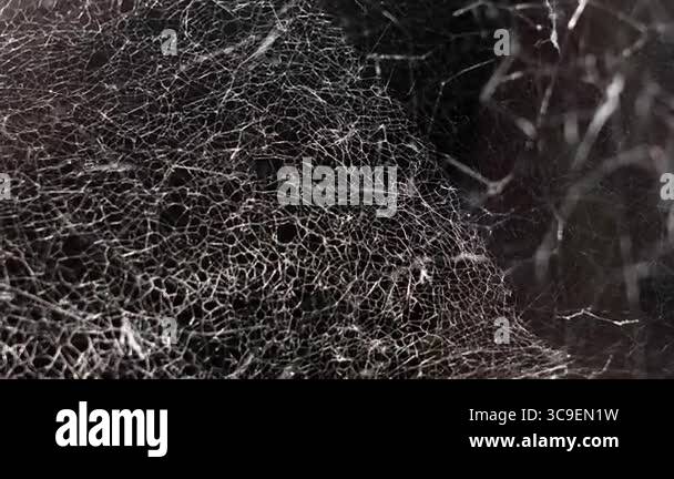 Old dusty ancient spider web Stock Videos & Footage - HD and 4K Video ...